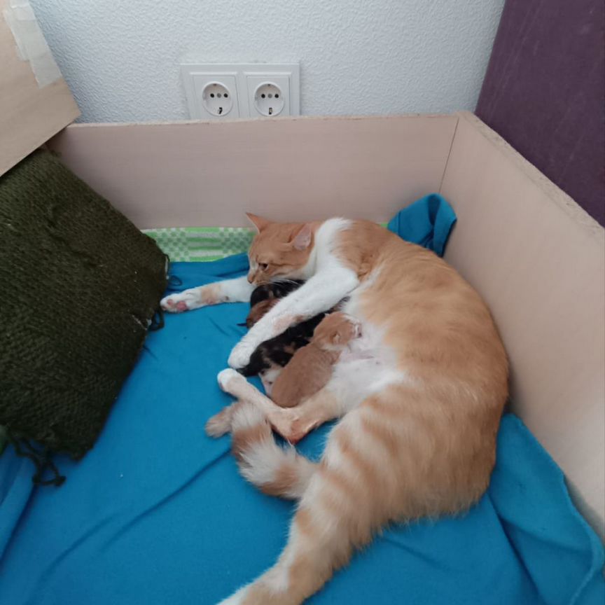 Котята Лучшие