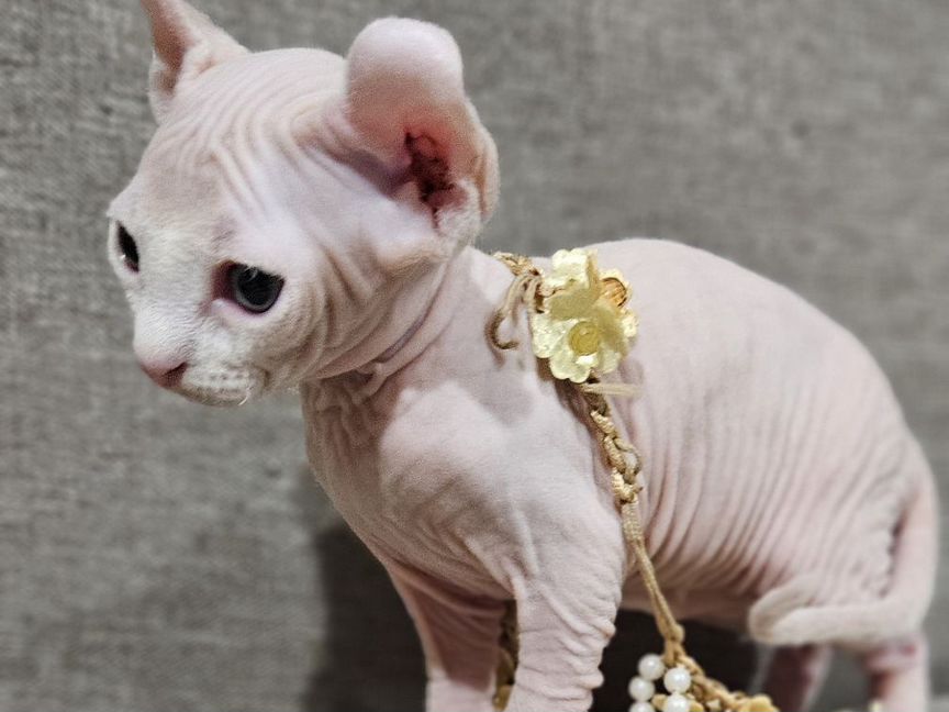 Девочка эльф