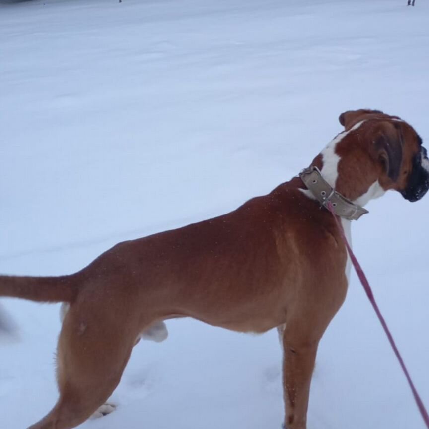 Отдам боксера в добрые руки