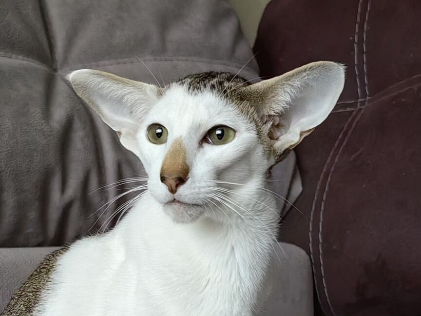 Ориентальный котенок