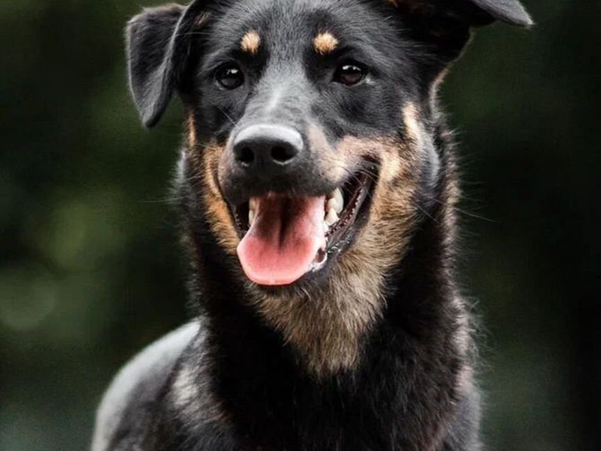 Собака бесплатно