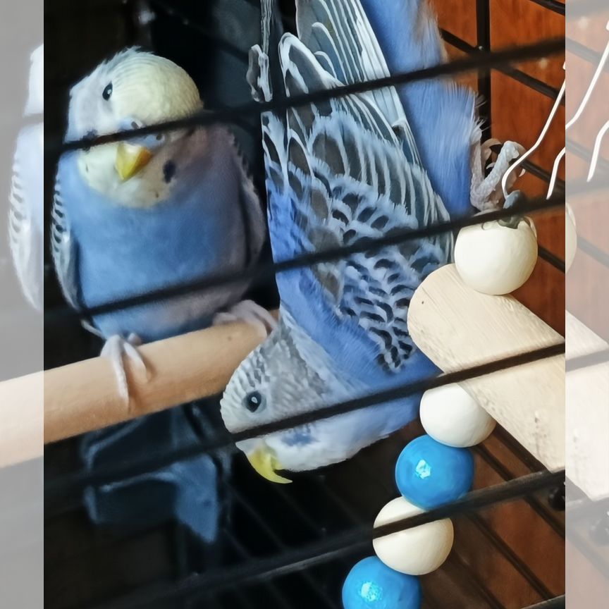 Птенцы волнистый попугай