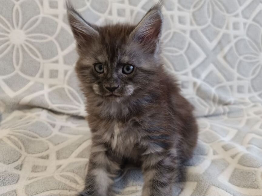 Котята мейкуны продажа