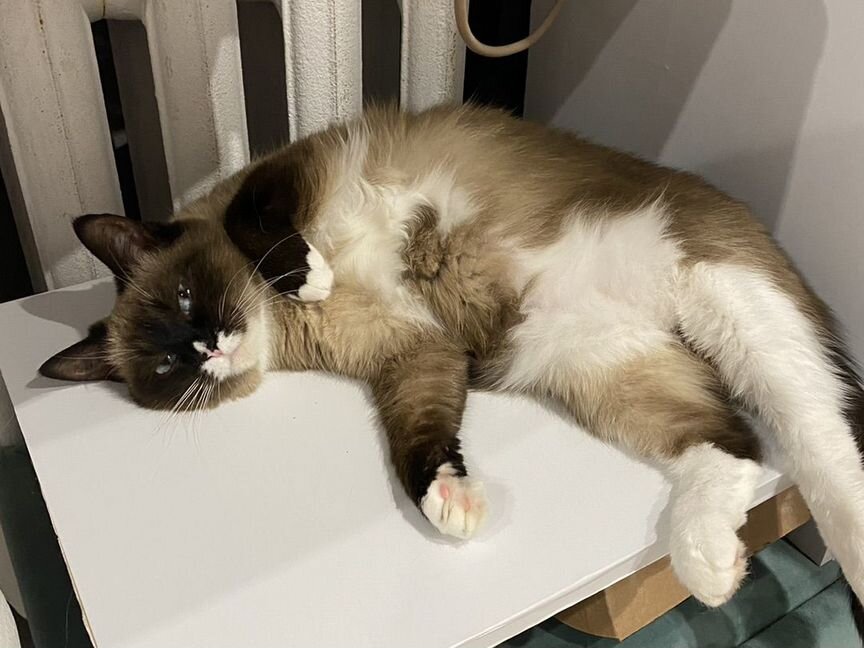 Кошка невская маскарадная