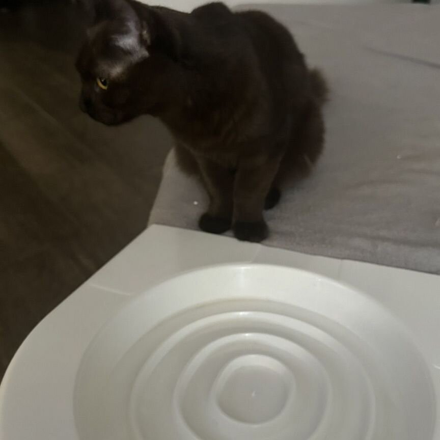 Система приучения котика к унитазу