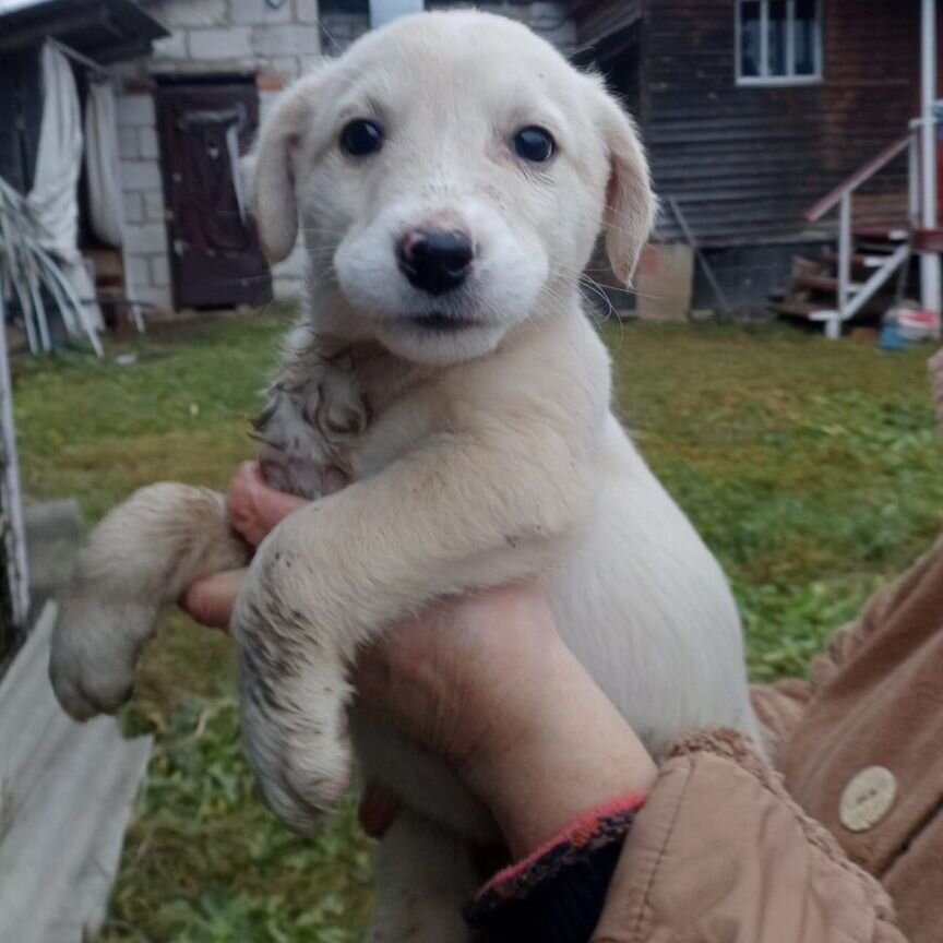 Щенок в добрые руки