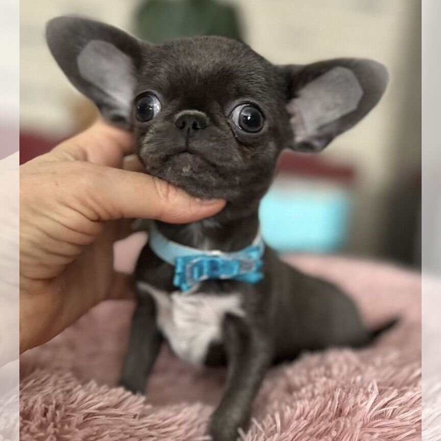 Чихуахуа, щенок