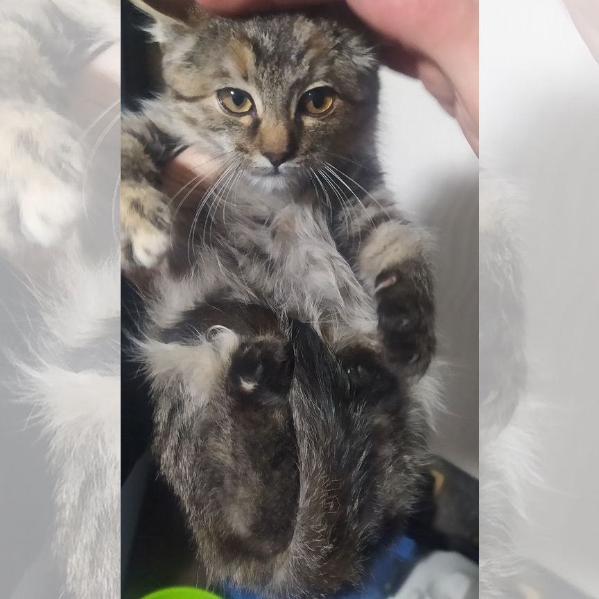 Сибирский котёнок