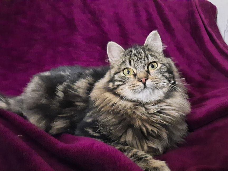 Кот