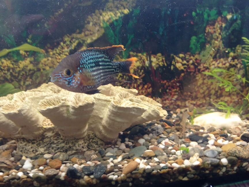 Украшение для аквариума