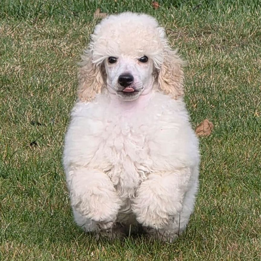 Пудель, щенок