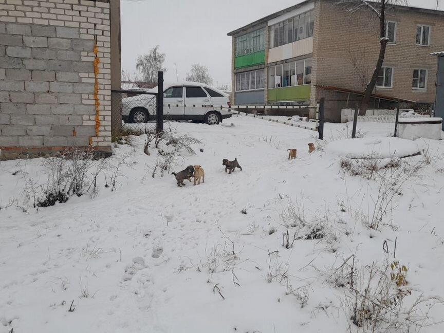 Щенки 1,5 мес