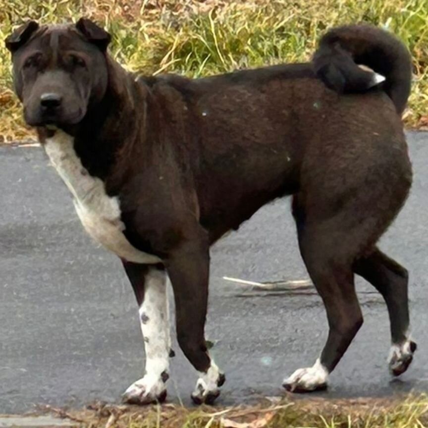 Шарпей, взрослая собака