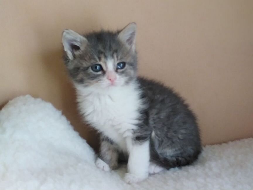 Котёнок Мишута, 2 мес ищет дом