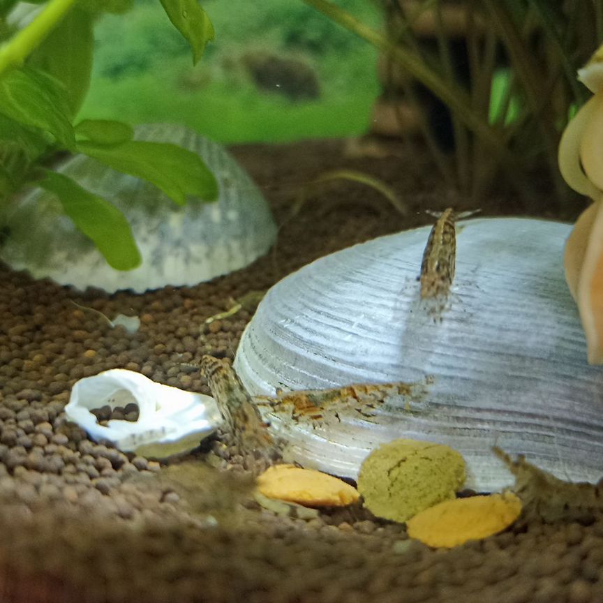 Креветки аквариумные