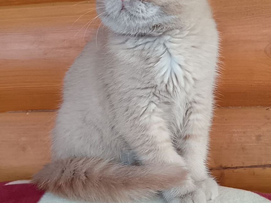 Девочка-экзотка