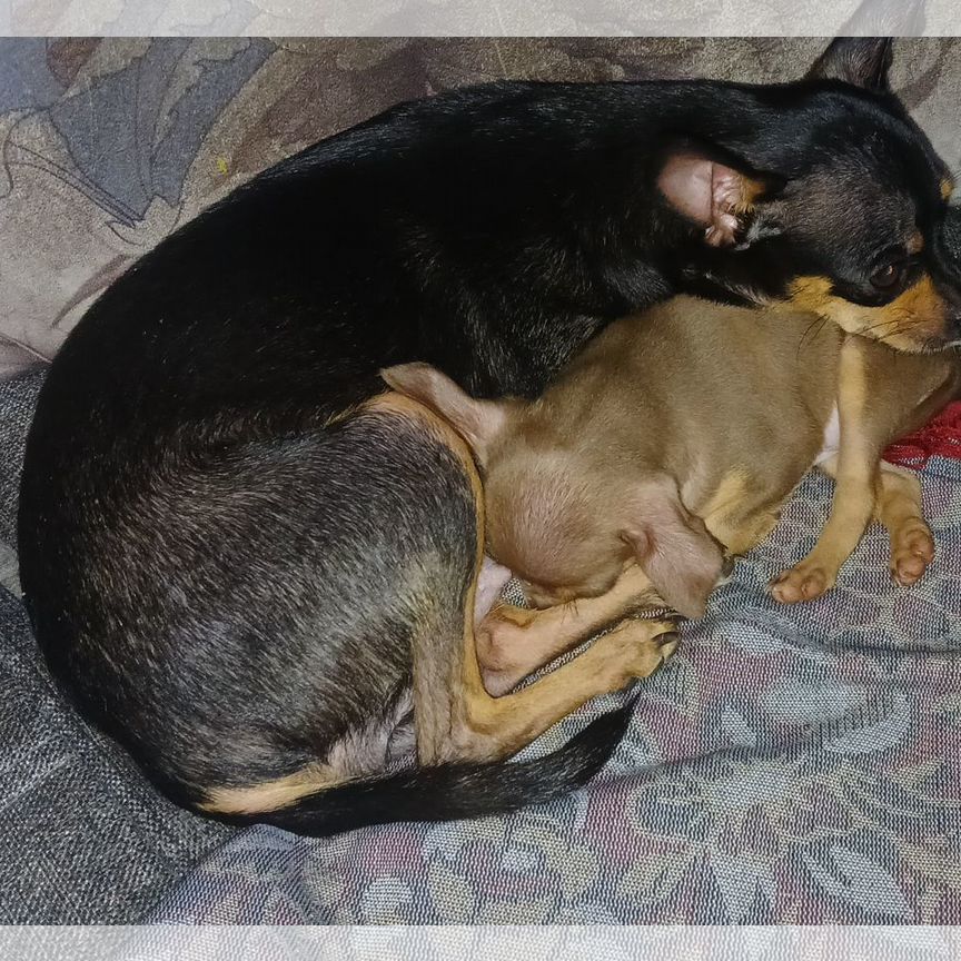 Русский той-терьер, щенок