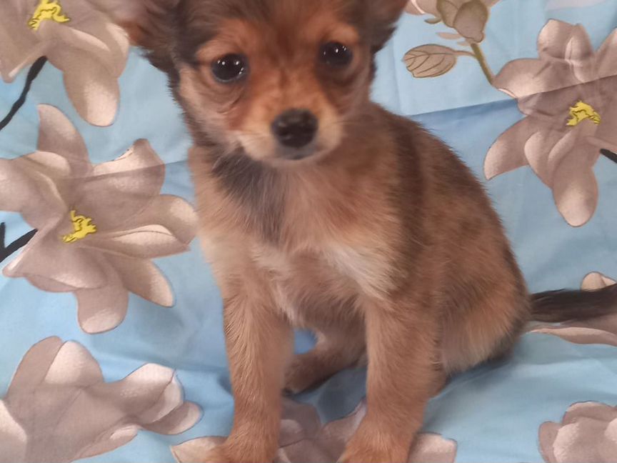 Щенки русского тоя, длиношерстные