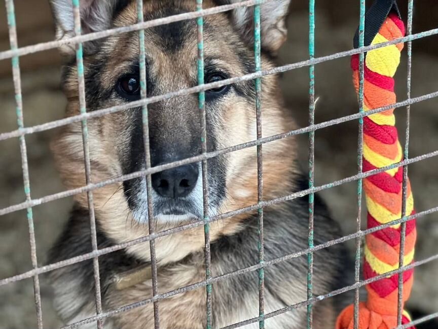 Собака Мухтар из приюта в добрые руки