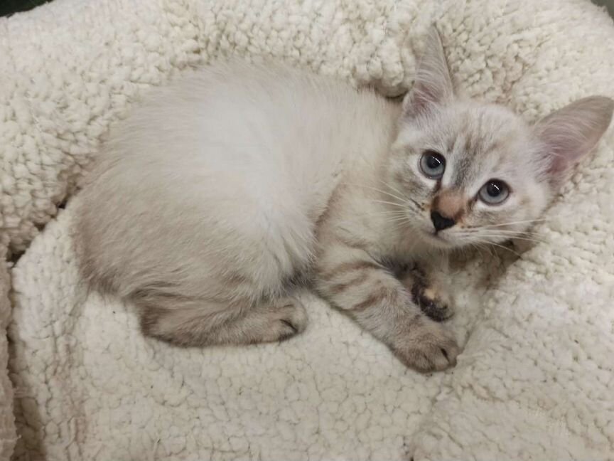 Сиамский котенок девочка