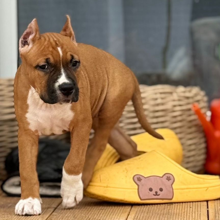 Американский стаффордширский терьер, щенок