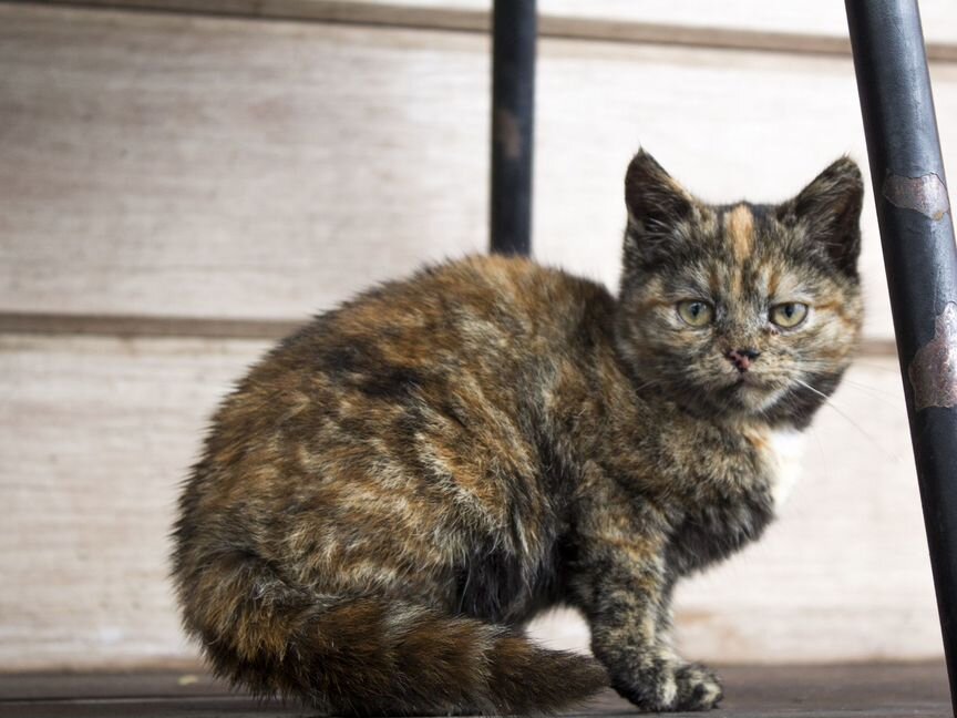 Отдам в хорошие руки пушистых котят