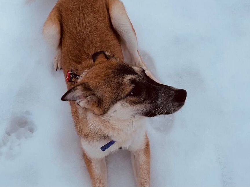 Щенок Эля в добрые руки