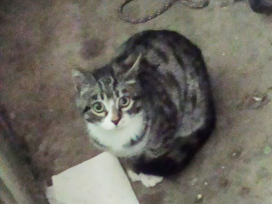 Котенок 4 месяца