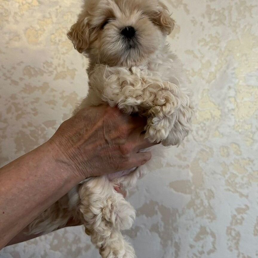 Очаровашки мальтипу