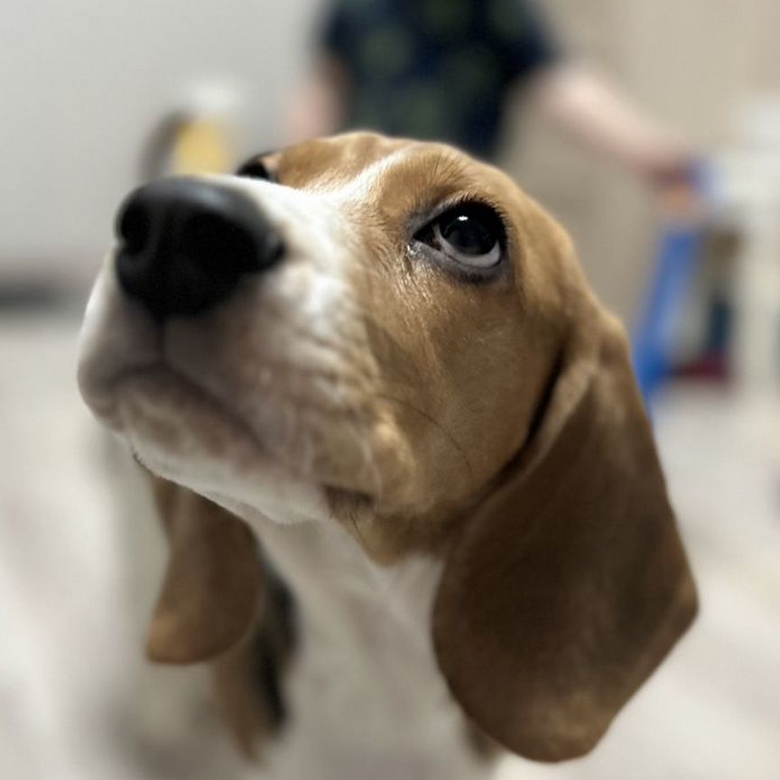 Бигль, щенок