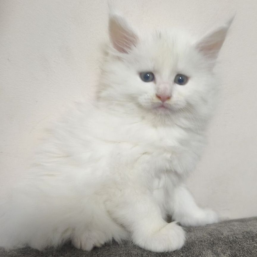 Мейн-кун котёнок