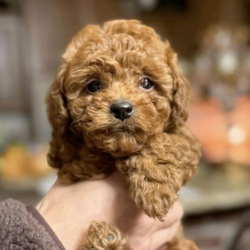 Миниатюрный пудель щенки редбраун