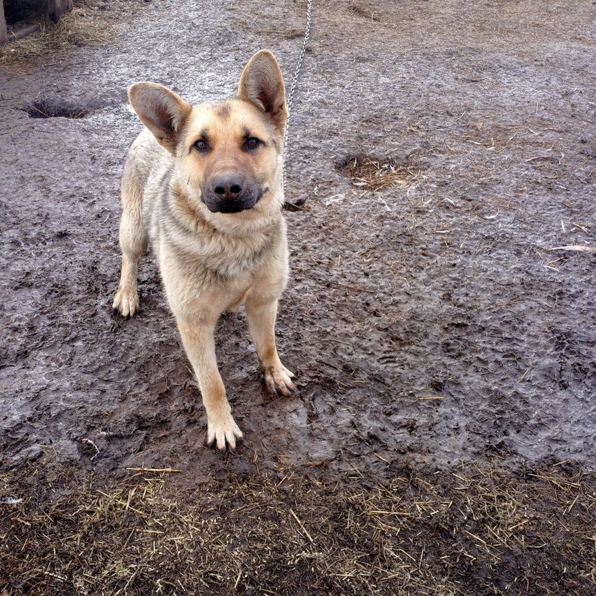 Собака в добрые руки, отдам бесплатно. Овчарка