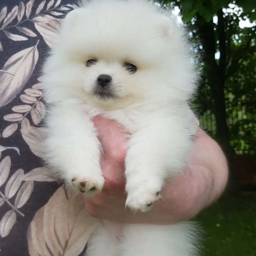 Померанский шпиц мальчик девочка белый