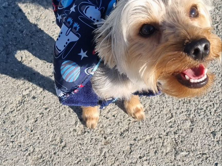 Йоркширский терьер