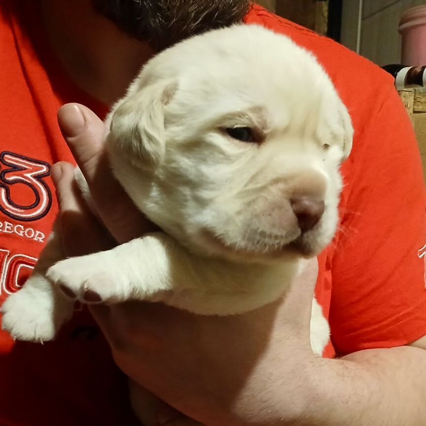 Лабрадор-ретривер, щенок