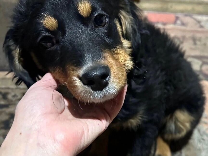 Славный щенок-мальчик нуждается в доме