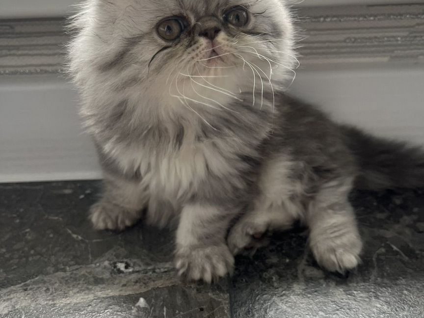 Персидский котенок девочка