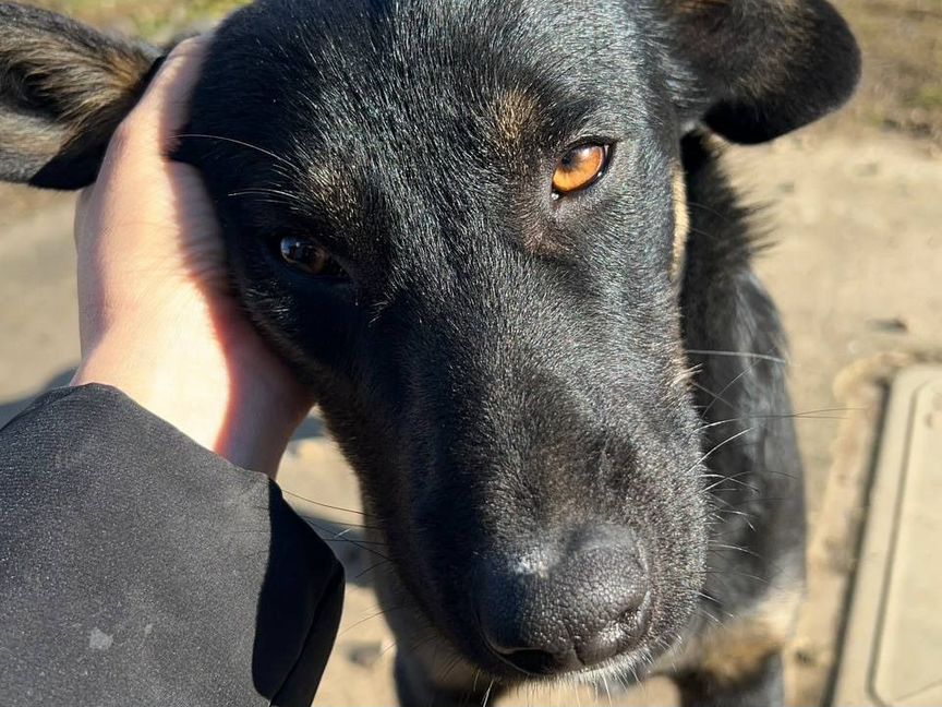 Хороший мальчик ушастик ищет дом