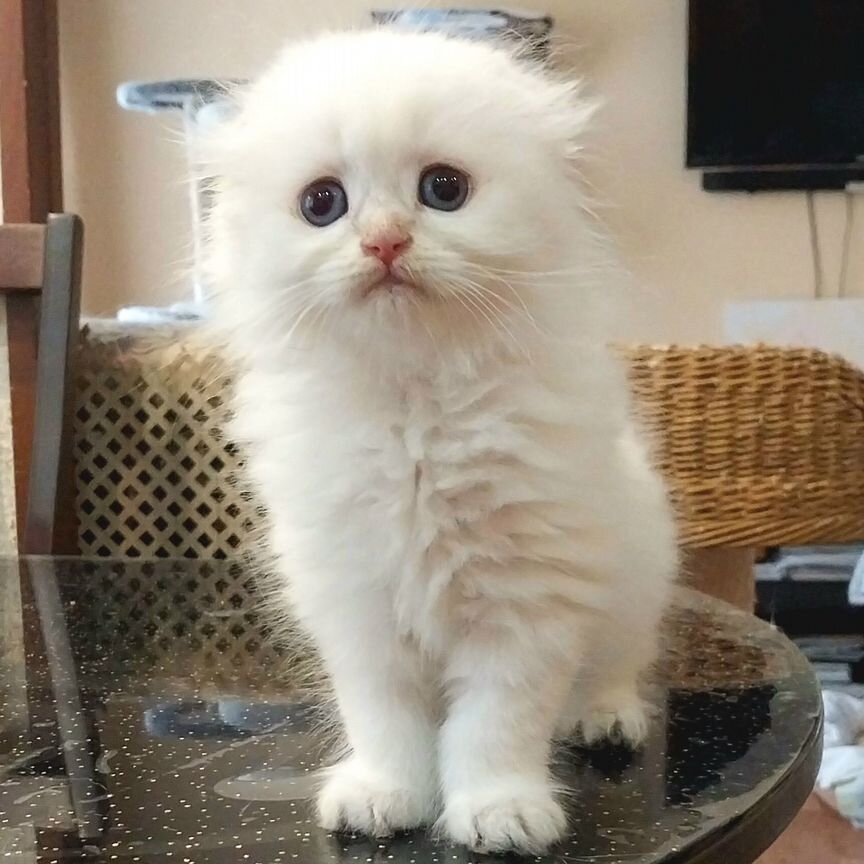 Шотландский вислоухий золотой котик