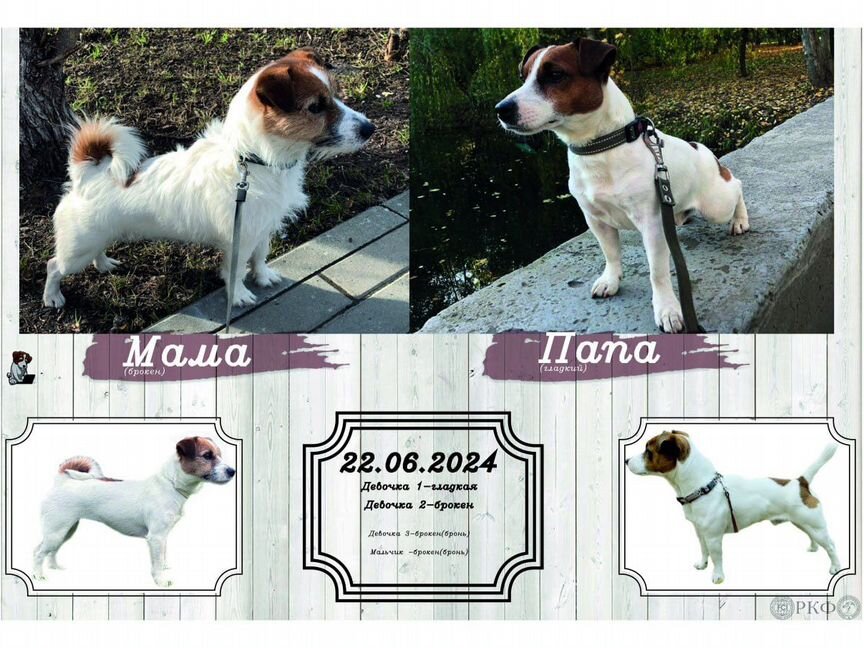 Щенки Джек Рассел терьер(дрт). Брокен. Бронь