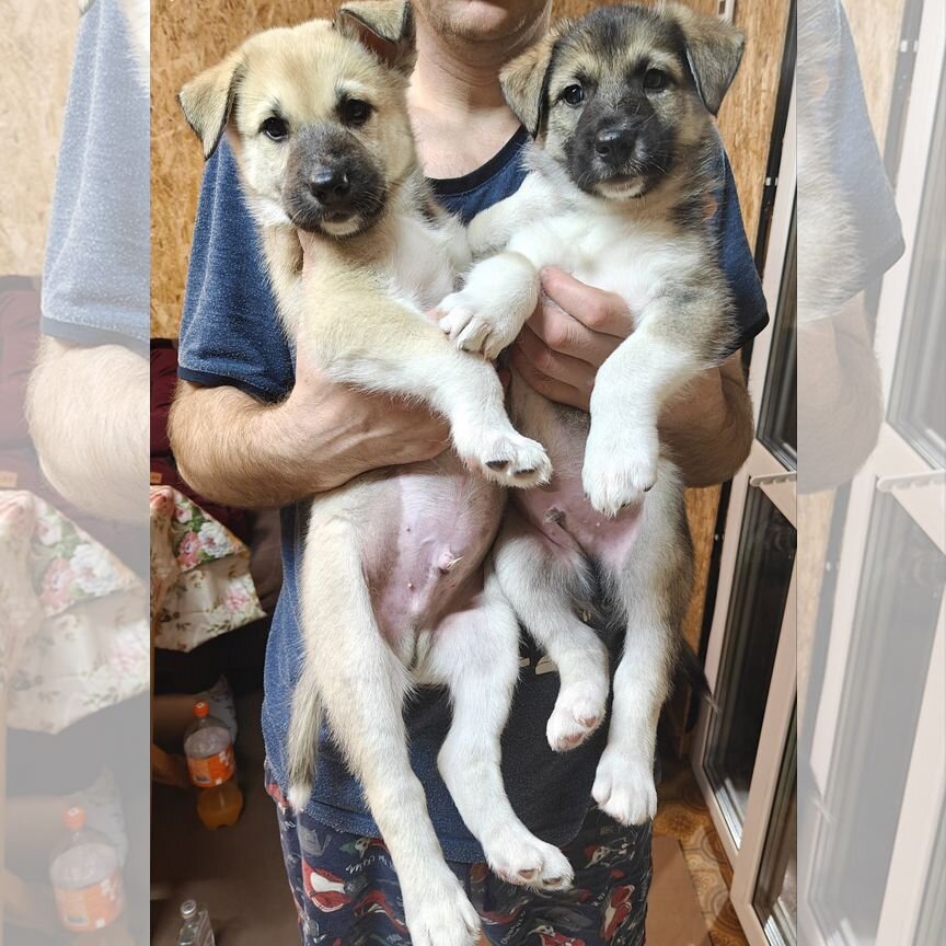 Щенок в добрые руки