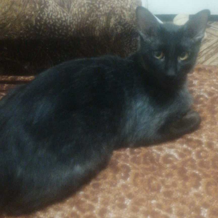 Ориентальная, взрослая кошка