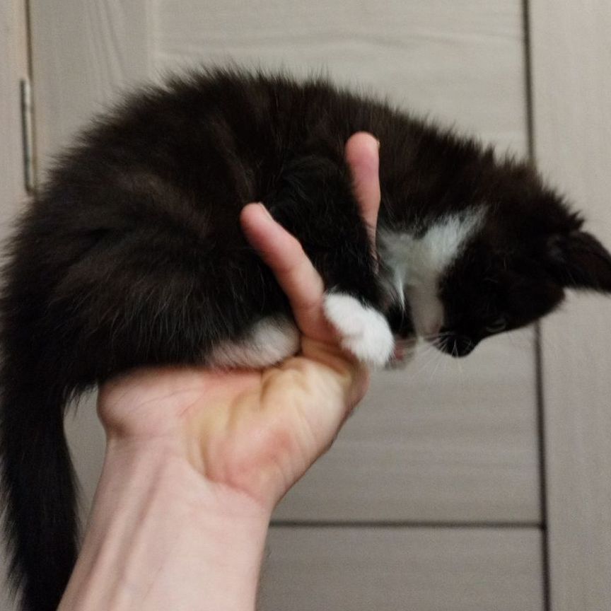 Котики длинношорстные