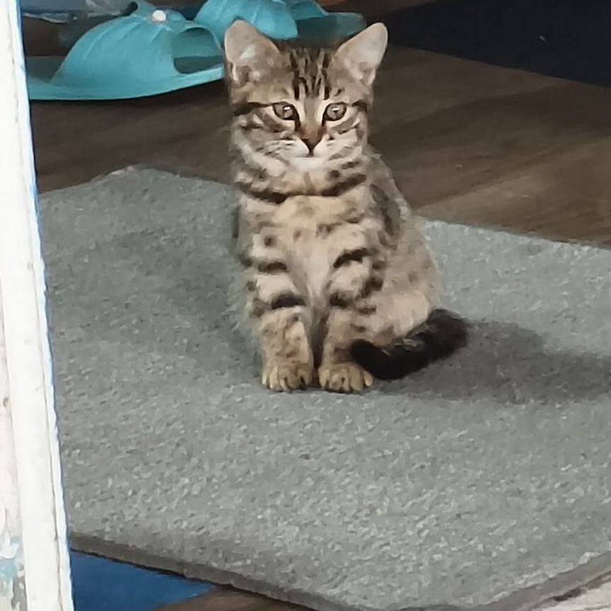 Котёнок в добрые руки