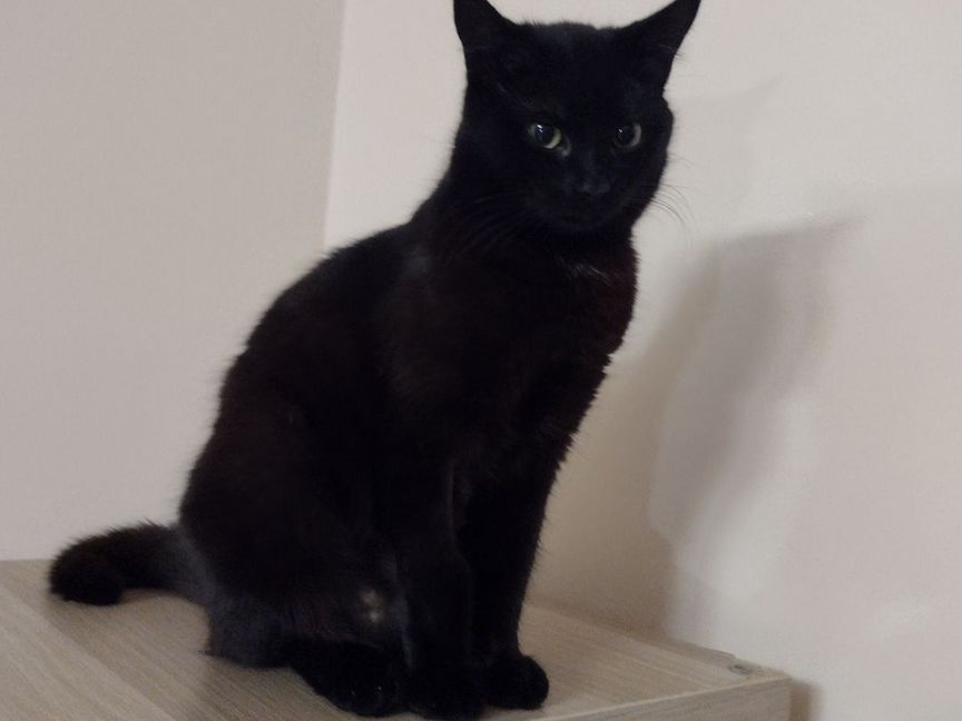 Кошка черная