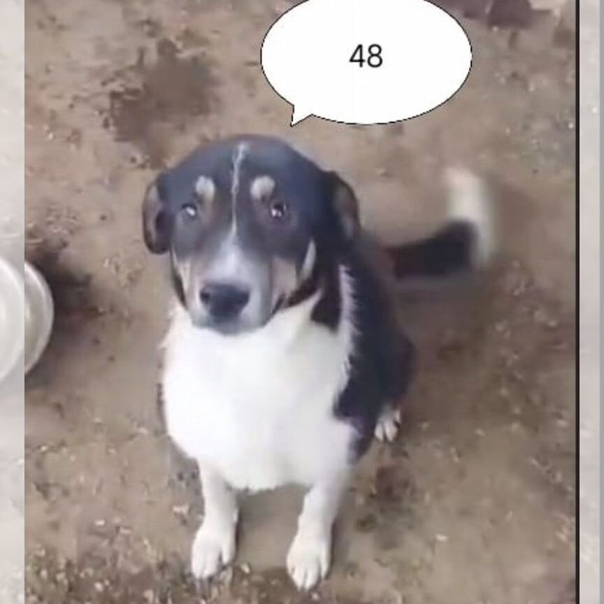 Собачка в добрые ручки