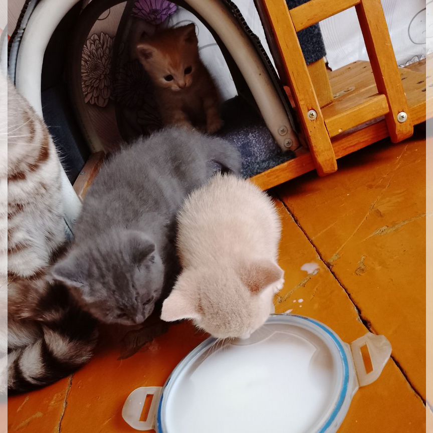 Отдам котят от мамы британки