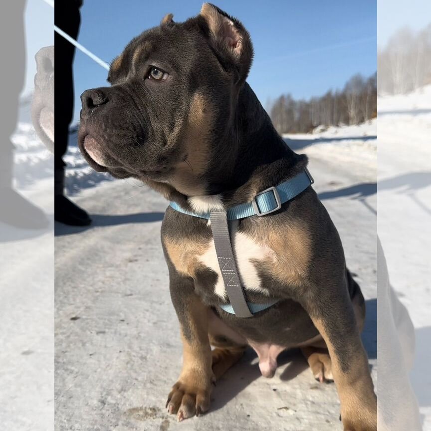 Американский були пацан 3мес авкс покет