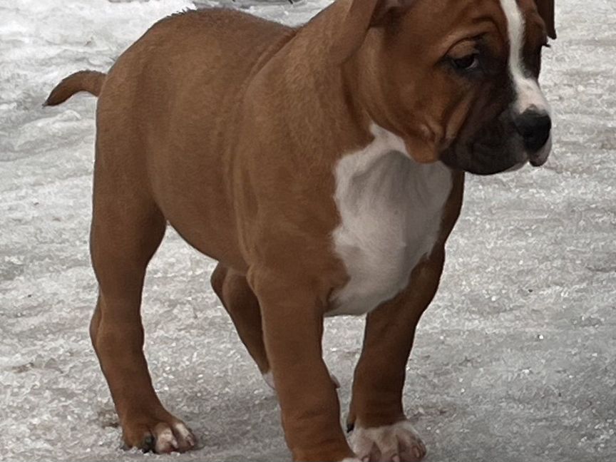 Щенки амстаффа